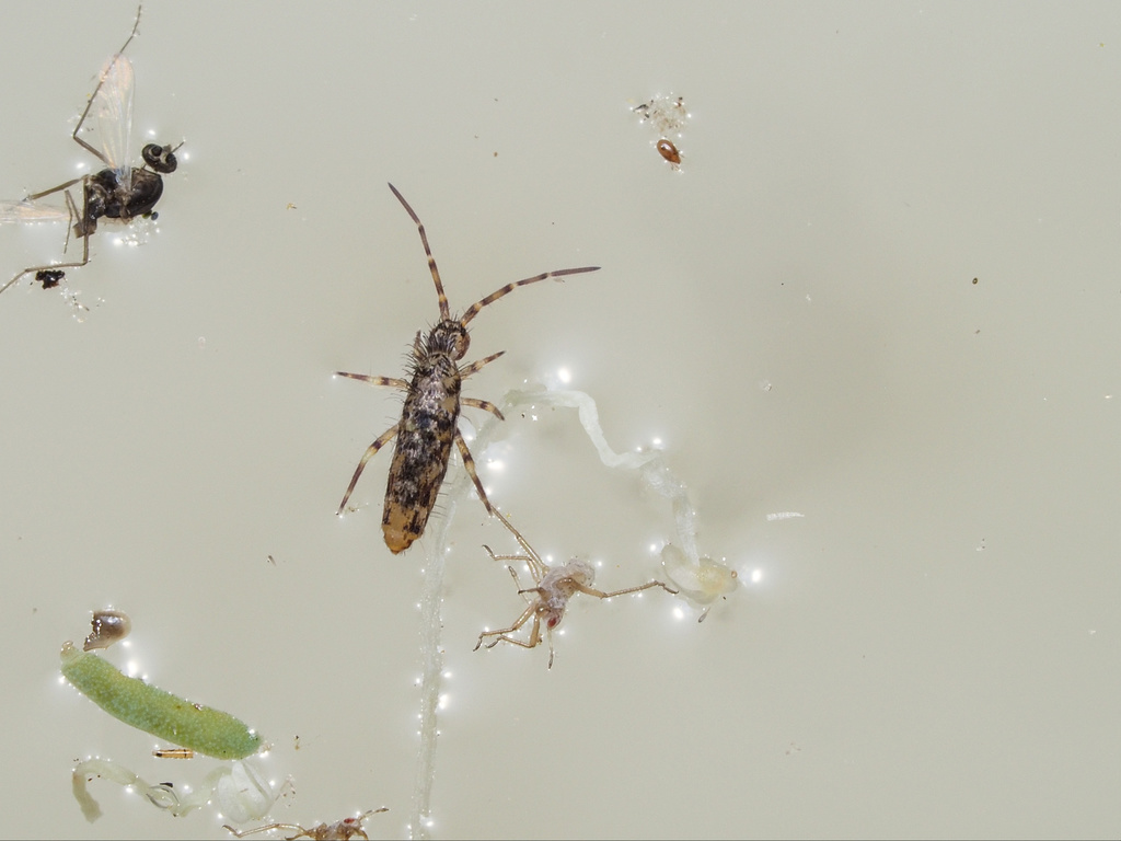 Slender Springtails from Foster VIC 3960, Australia on March 19, 2022 ...