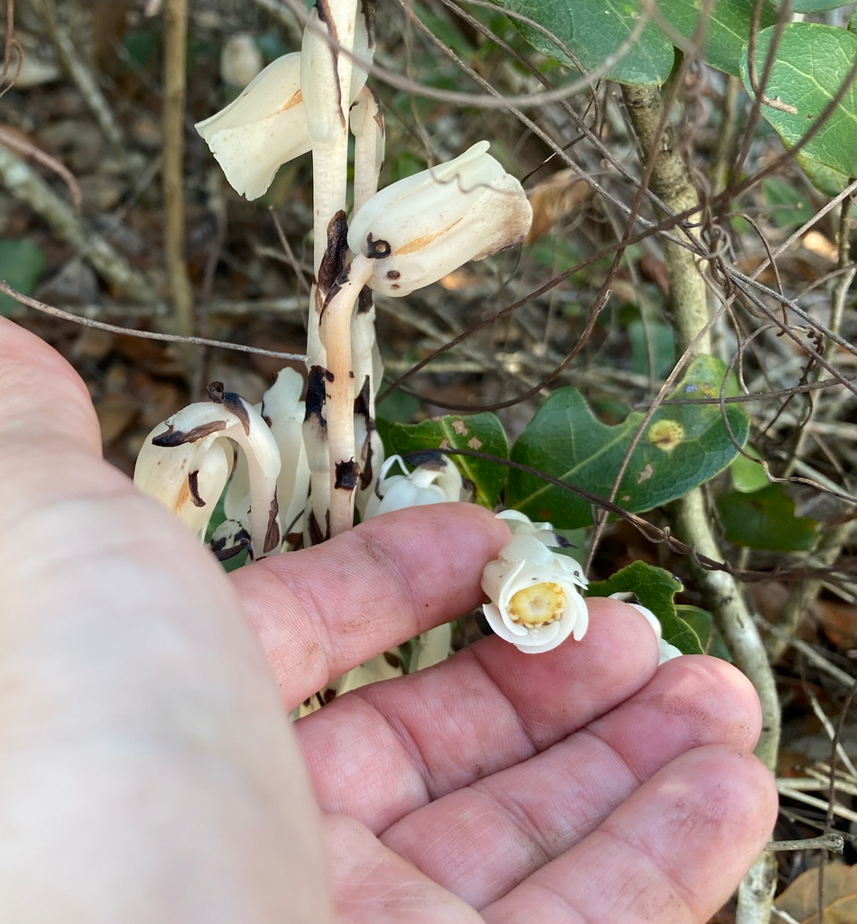 Ghost Pipe in December 2021 by mtolbert · iNaturalist