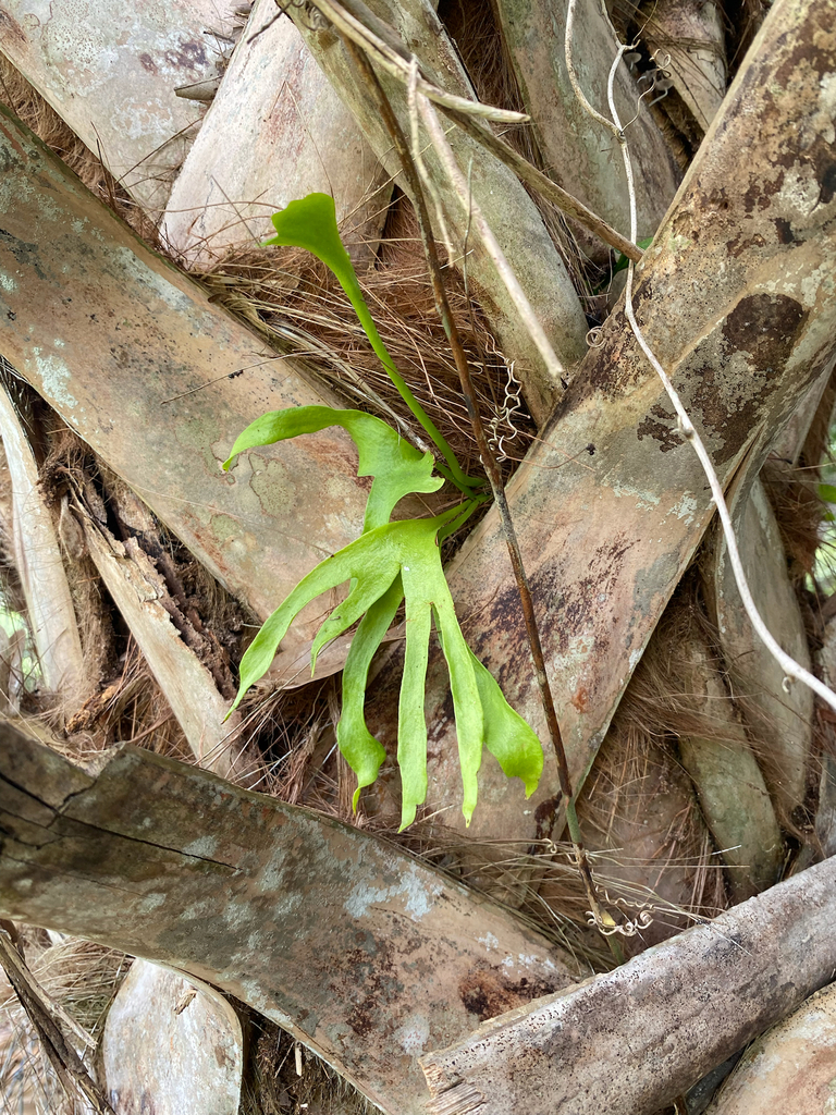 hand fern in July 2021 by mtolbert · iNaturalist