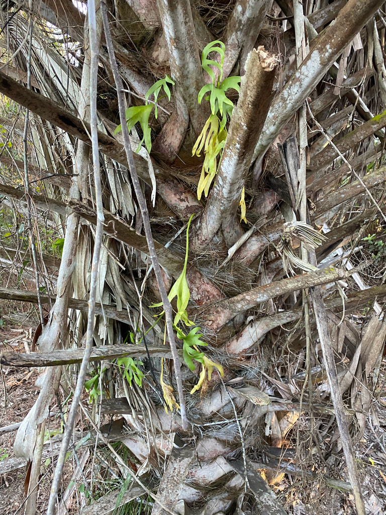 hand fern in January 2022 by mtolbert · iNaturalist