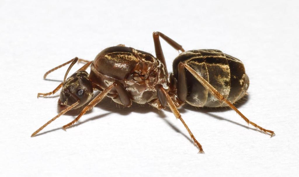 Large Pugnacious Ant from South Cape DC, South Africa on March 19, 2022 ...