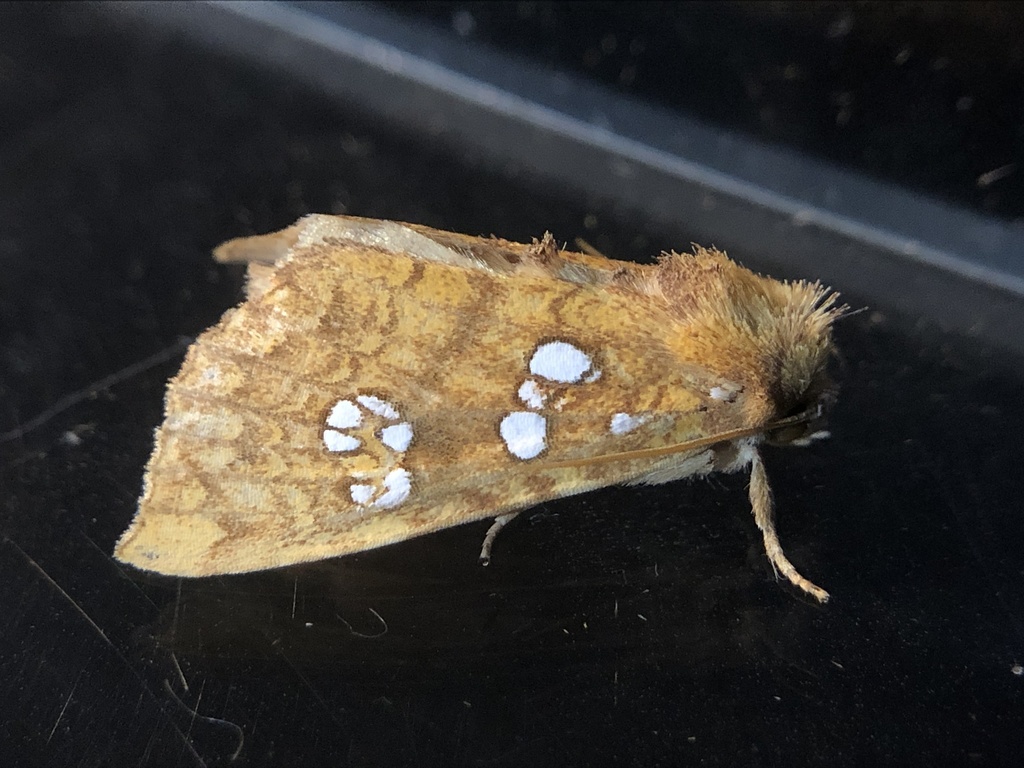 Ash Tip Borer Moth from Bellbrook, Greene Co., OH, US on September 13 ...