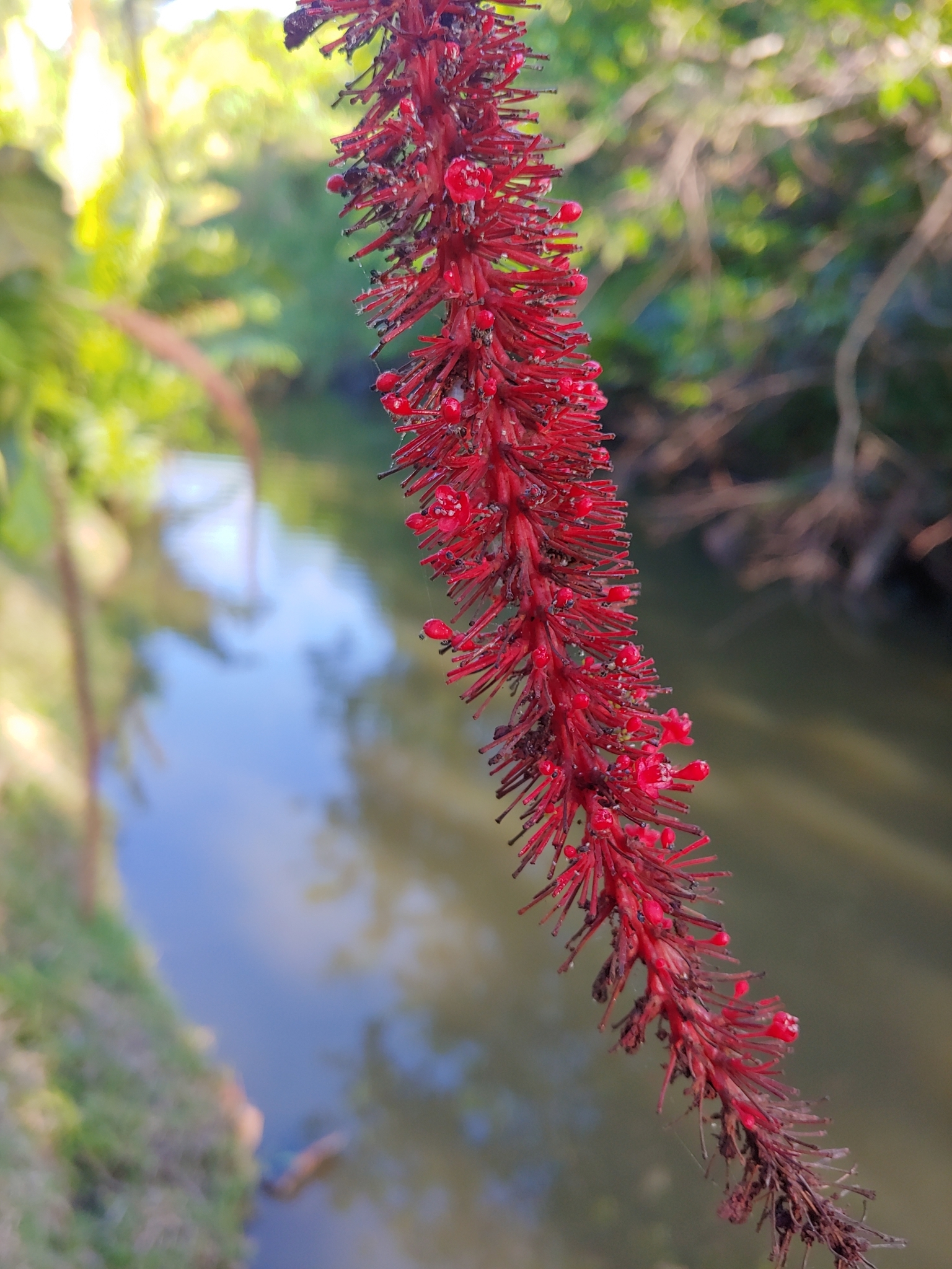 Coccoloba rugosa Desf.