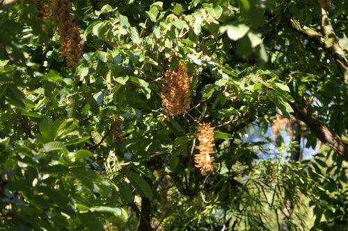 Mauwa (Flora of Chandragiri) · iNaturalist