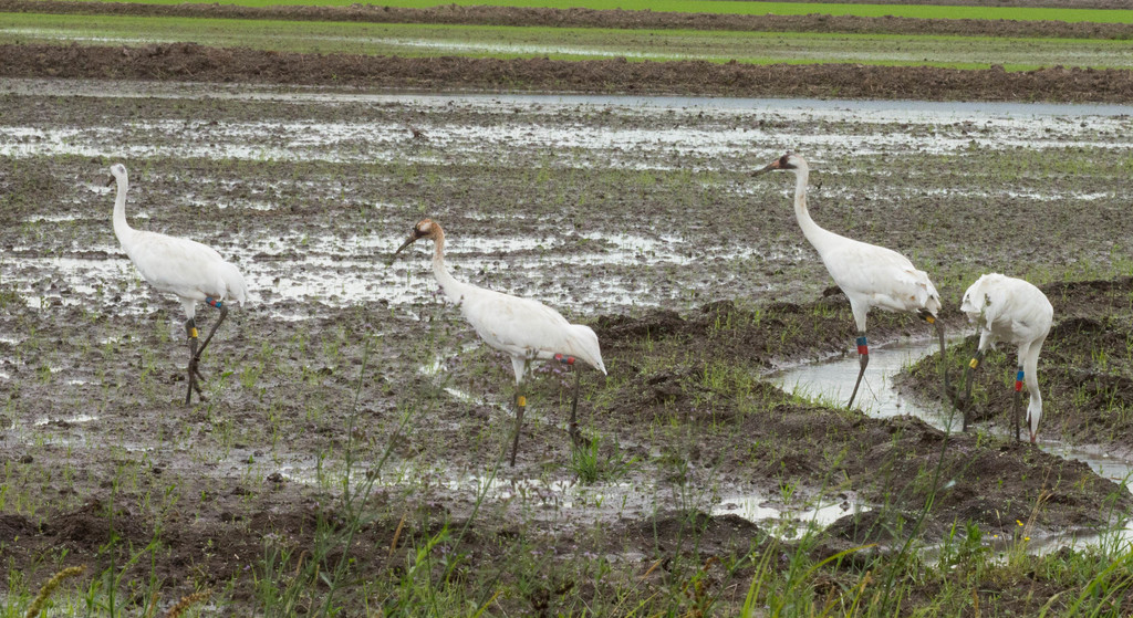 Whooping Crane in May 2018 by David Roberts · iNaturalist