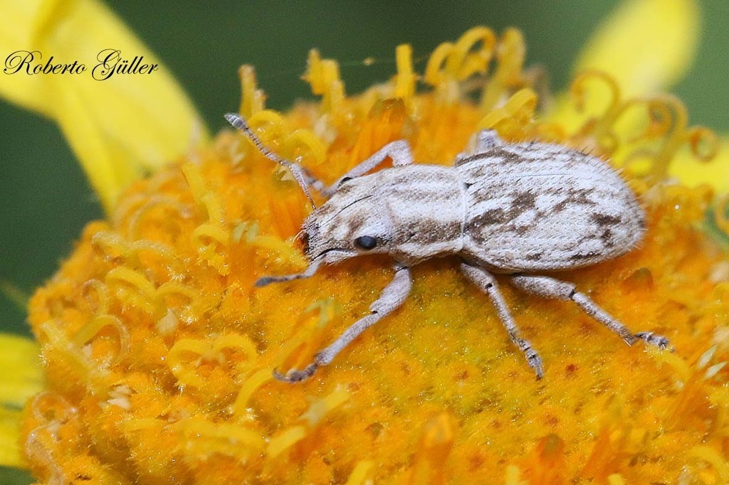 Pantomorus humilis from Capilla del Monte, Córdoba, Argentina on ...
