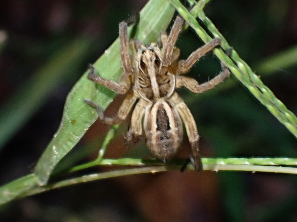 Union-Jack Wolf Spiders in March 2022 by Michelle Colpus · iNaturalist