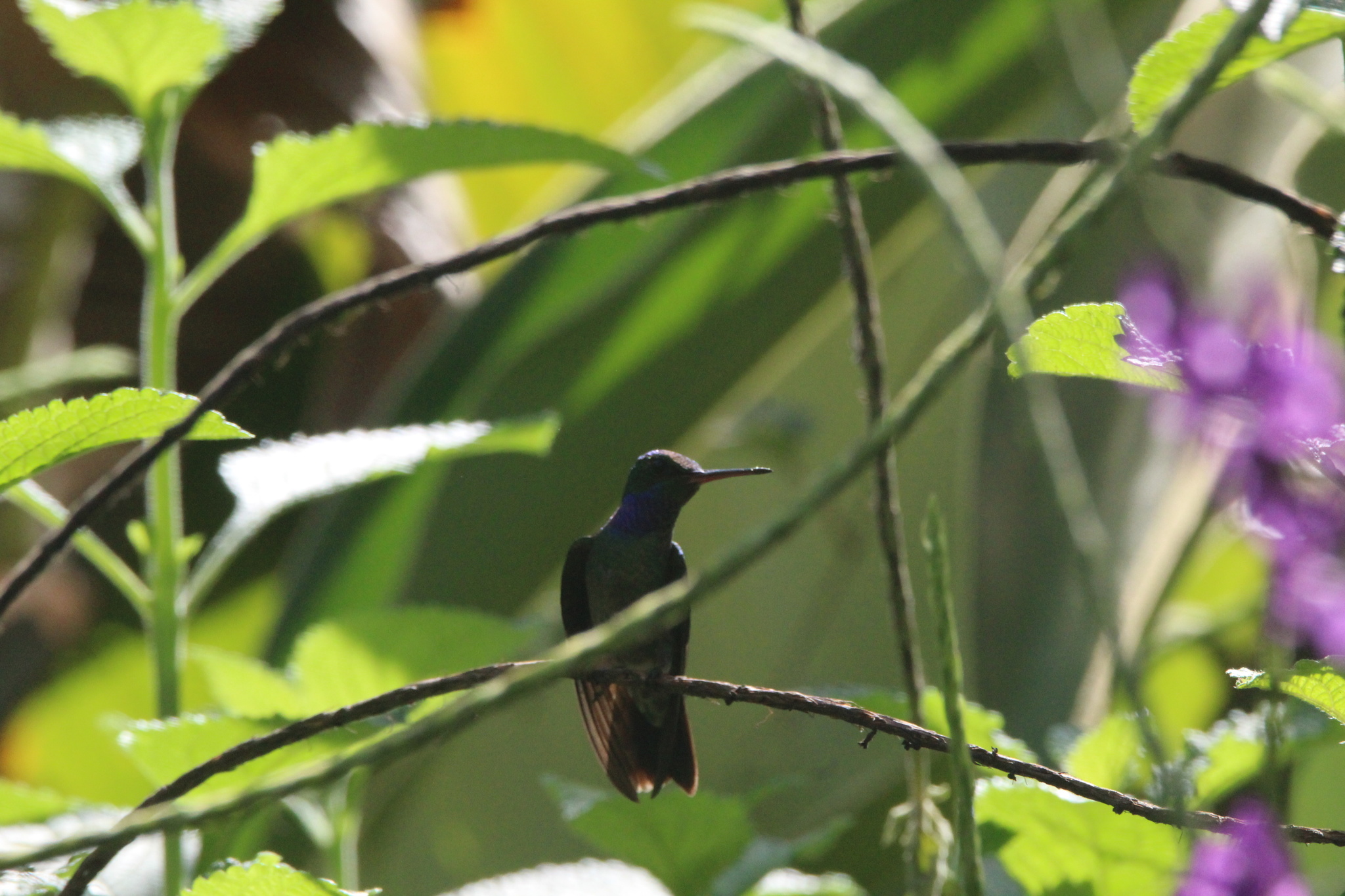 Polyerata decora Salvin, 1891