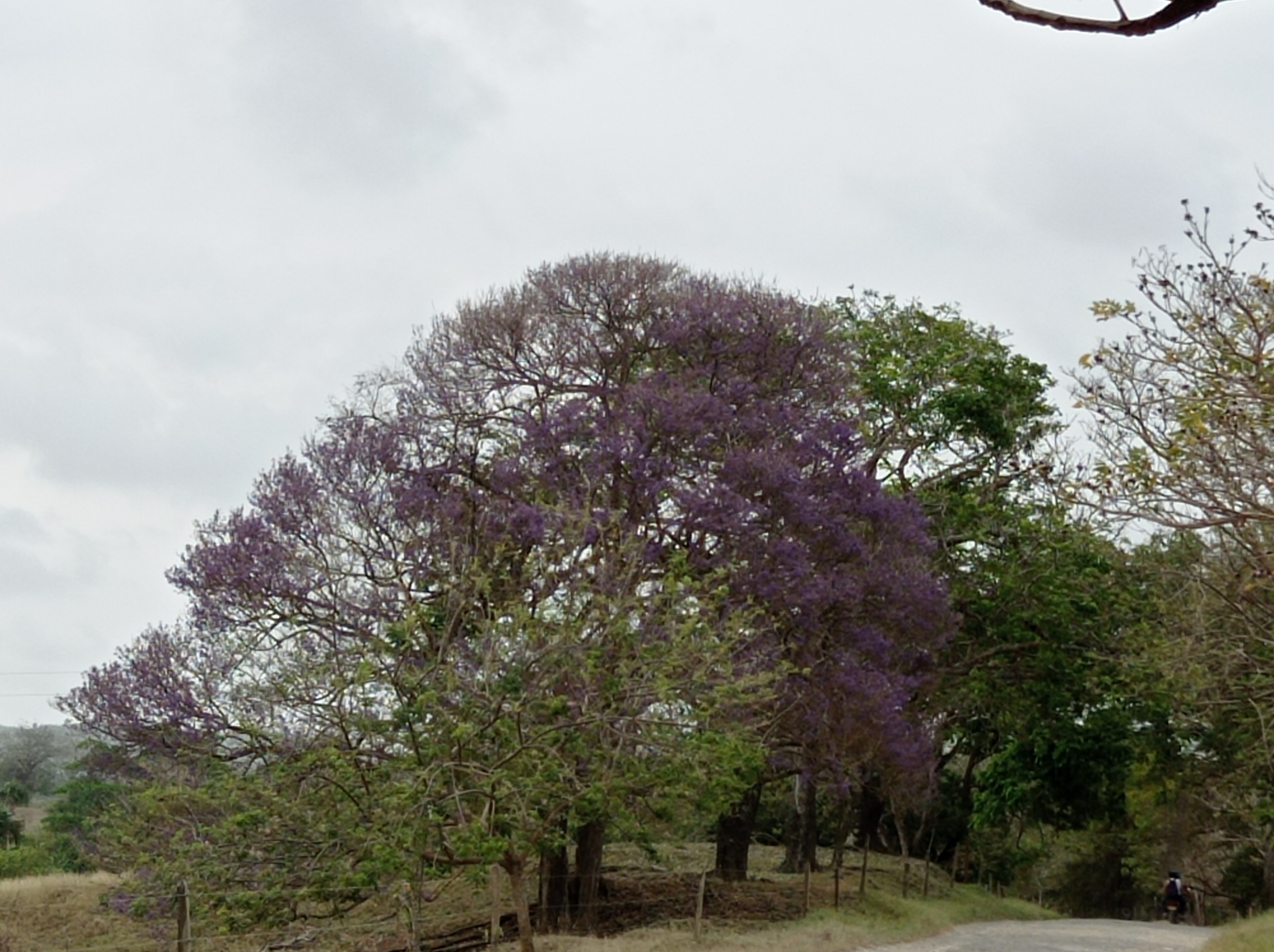 Simarouba amara Aubl.