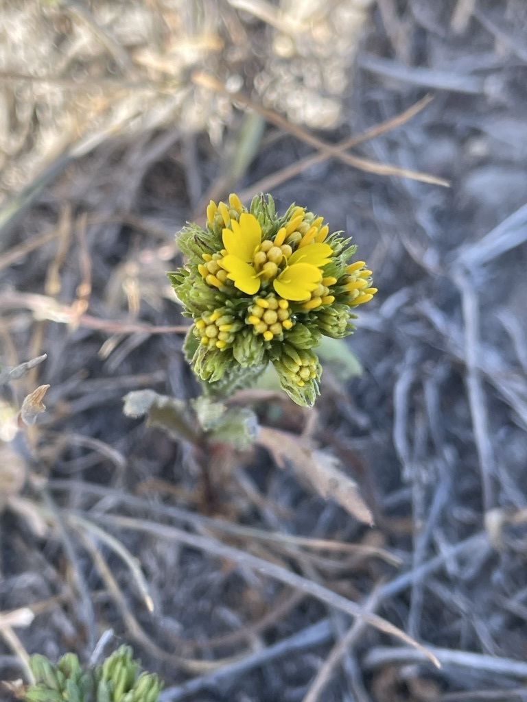 Clustered Tarweed from Santa Barbara County, CA, USA on March 18, 2022 ...