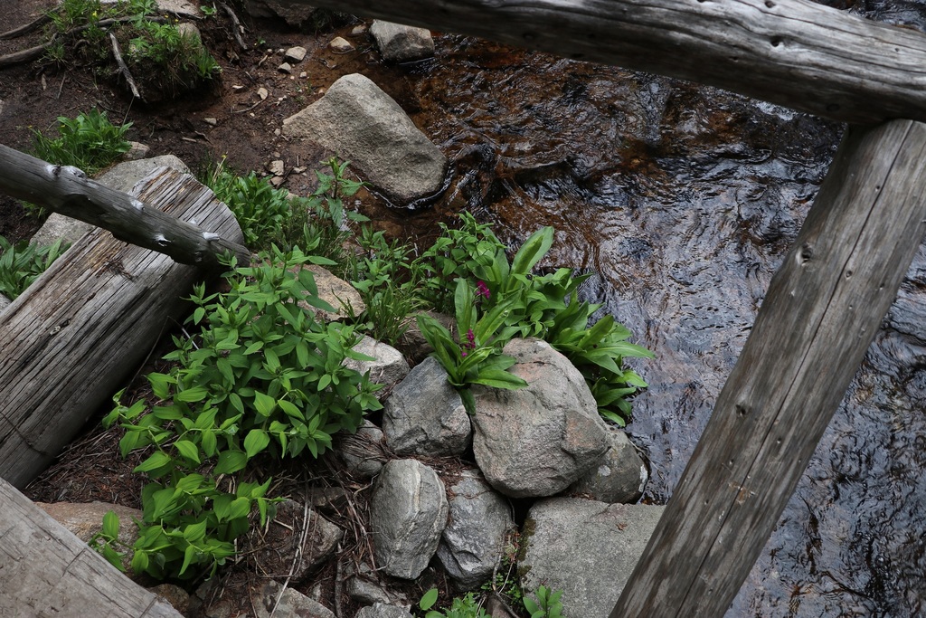 Parry's primrose from Rogers Pass, Colorado 80452, USA on July 02, 2021 ...