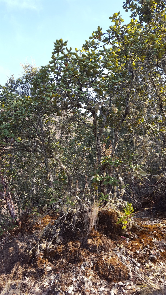 (Quercus conzattii) - Botanical Realm
