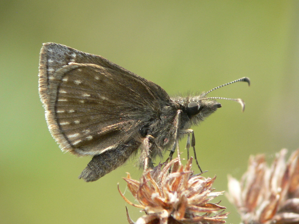 Dreamy Duskywing (Vineyard Duskywings: the Genus Erynnis on Martha's ...