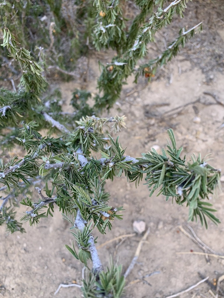 Texas lignum-vitae from Big Bend National Park, Alpine, TX, US on March ...