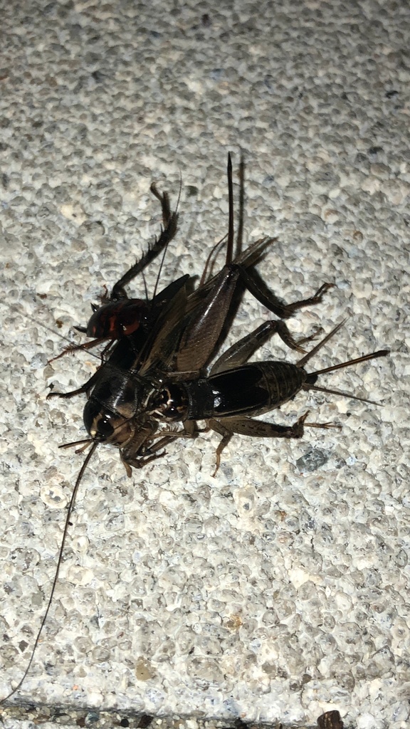 Japanese Burrowing Cricket from 尾上町, 名古屋市北区, 愛知県, JP on September 01 ...