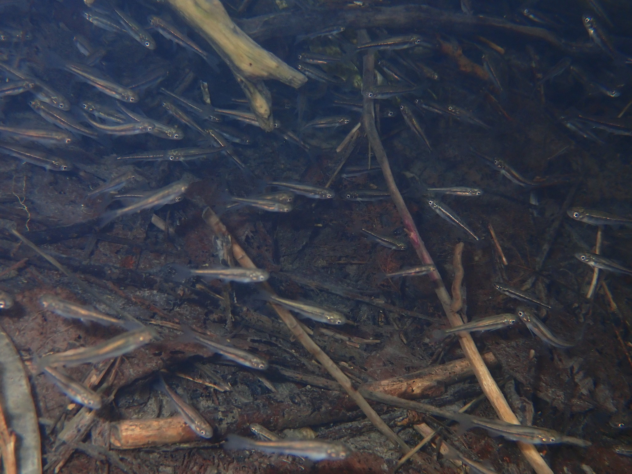 Phoxinus phoxinus (Linnaeus, 1758)