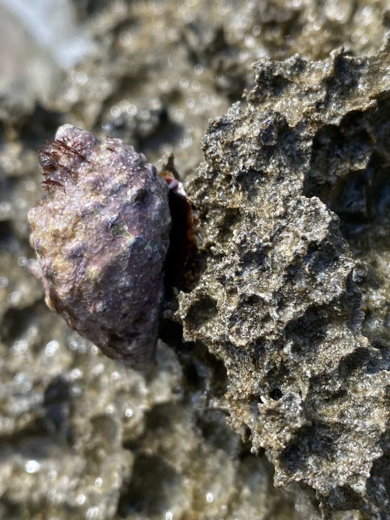 Widemouth Rocksnail from QROO, MX on March 10, 2022 at 09:23 AM by ...