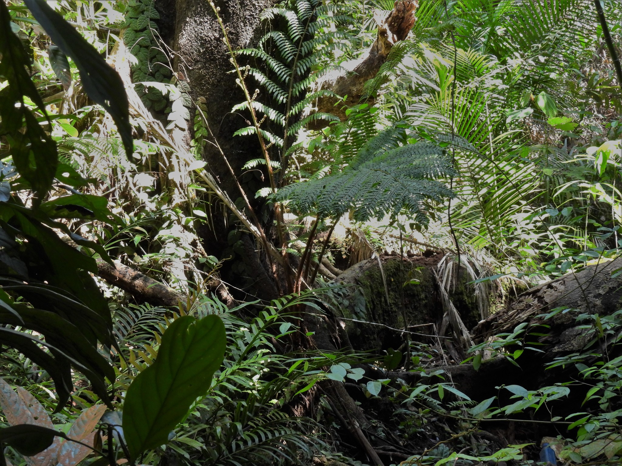 Sphaeropteris squamulata (Blume) R.M.Tryon