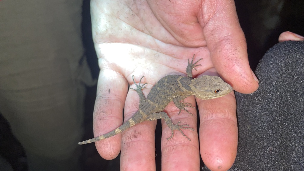 Knob-scaled Lizard in March 2022 by Chris Grünwald Herp.mx · iNaturalist