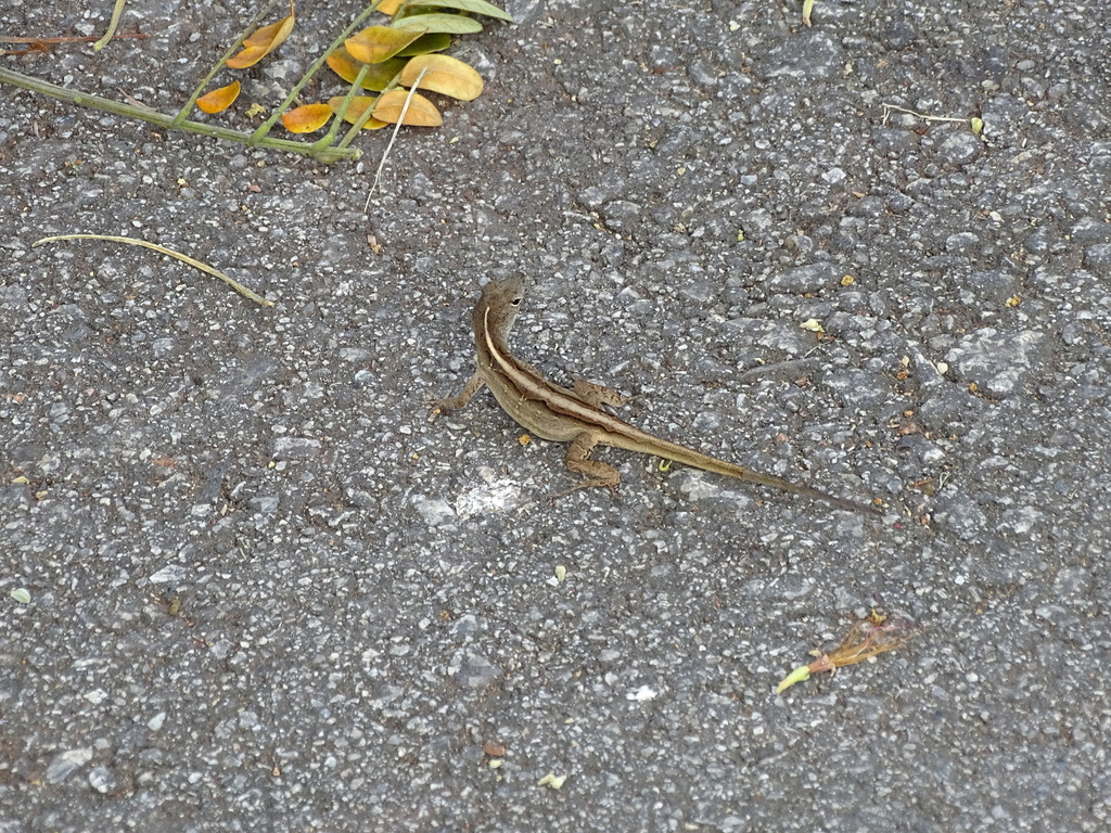 Brown Anole from 18 Marina Gardens Dr, Singapore 018953 on June 6, 2017 ...