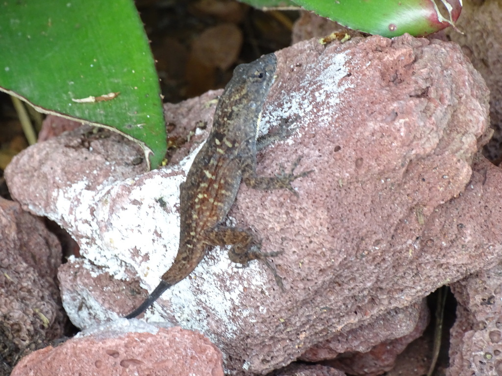 Brown Anole from 18 Marina Gardens Dr, Singapore 018953 on June 6, 2017 ...
