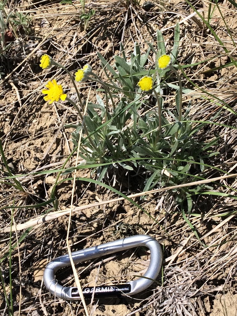 Stemless Four-nerved Daisy from Bull Trail Park North, Lethbridge, AB ...