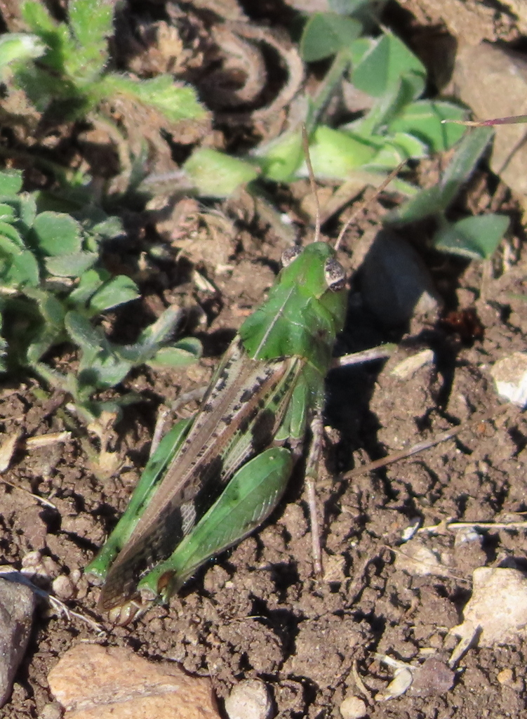 Dusky Grasshopper from Williamson County, TX, USA on March 19, 2022 at ...
