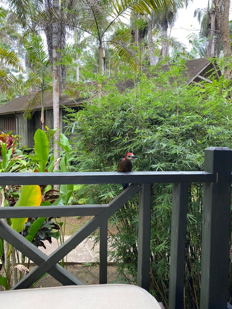 Jamaican Woodpecker from Hanover Parish, Jamaica on March 19, 2022 at ...