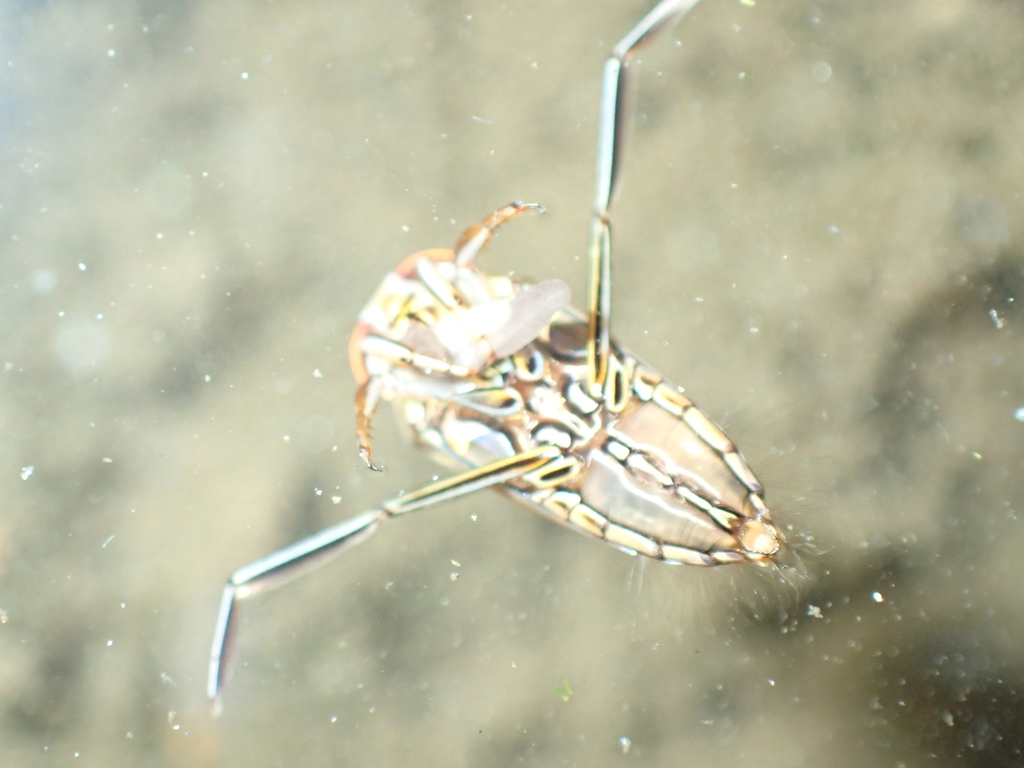 Enithares from Bogor, Jawa Barat, Indonesien on March 19, 2022 at 03:34 ...