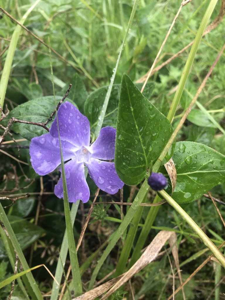 greater periwinkle in March 2022 by tvl. Light rain. Growing near oaks ...