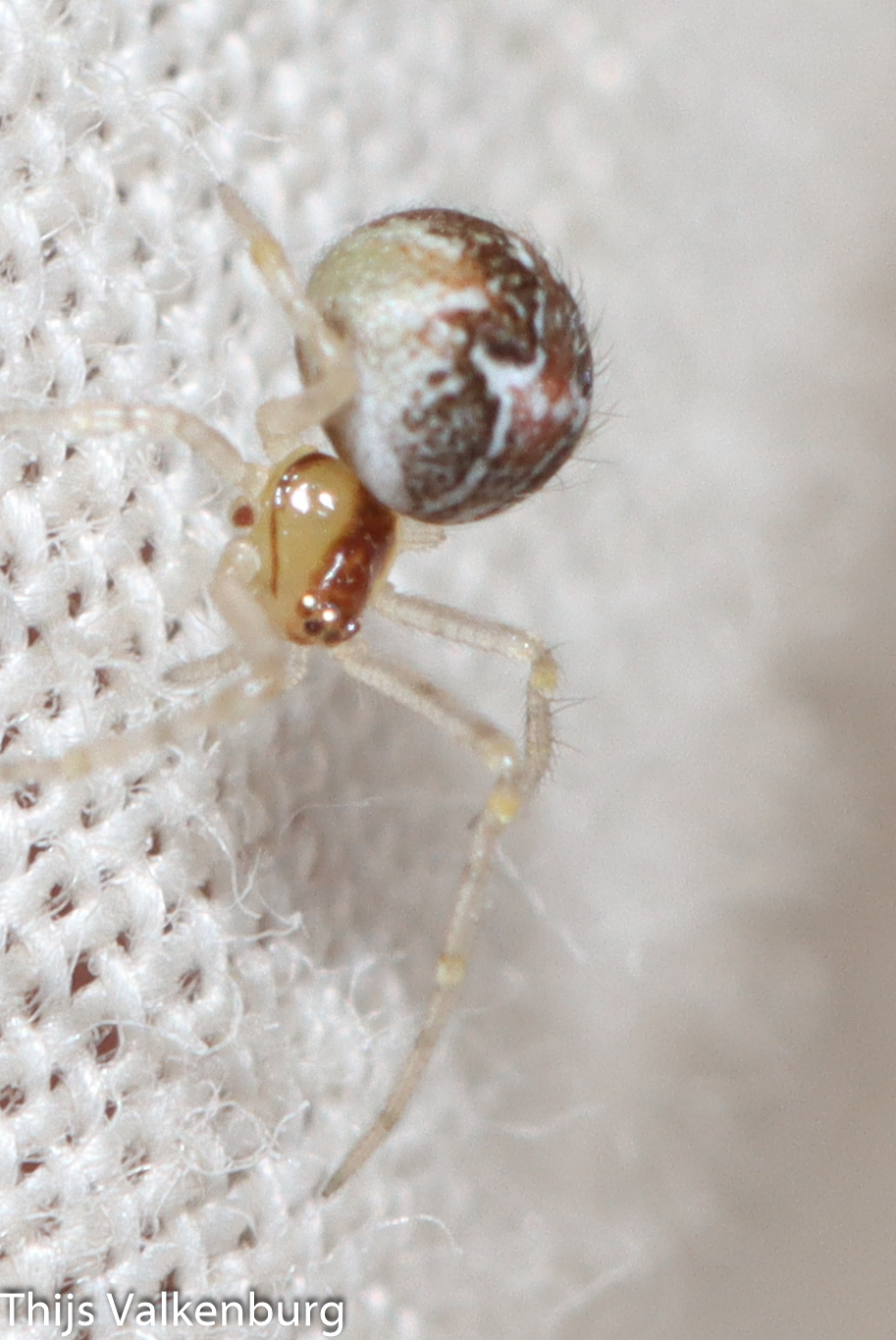 Simitidion simile (C.L.Koch, 1836)