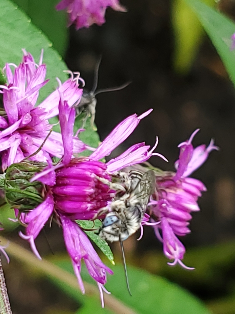 Denticulate Longhorn Bee from Middletown, MD 21769, USA on August 20 ...