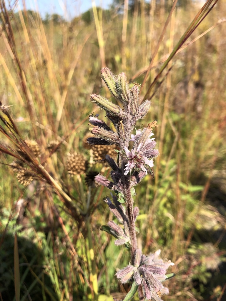 purple rattlesnake root from Westchester, IL, US on September 18, 2021 ...