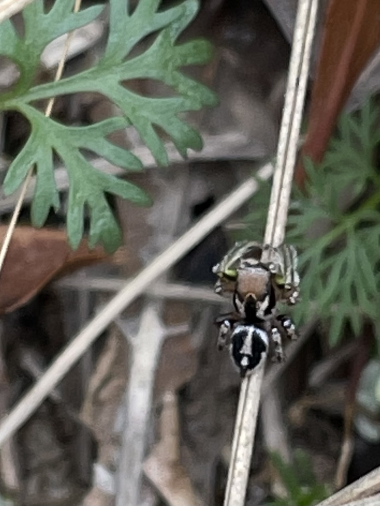 Notialis Paradise Spider from Beech Dr, Kitty Hawk, NC, US on March 19 ...