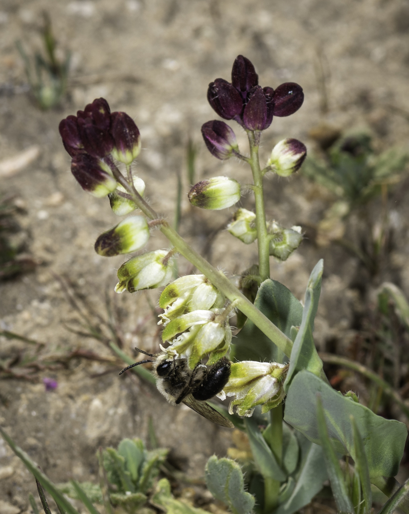 Bees from San Luis Obispo County, CA, USA on March 12, 2022 at 02:03 PM ...