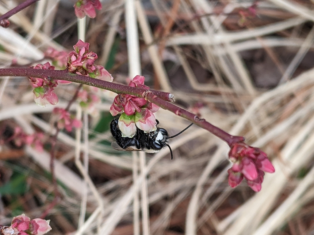 Blueberry Digger Bee from Jefferson, SC 29718, USA on March 19, 2022 at ...