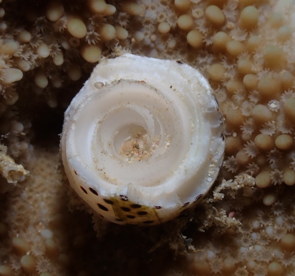 Flea-bitten Cone from Point Panic on March 18, 2022 at 05:32 PM by Sara ...