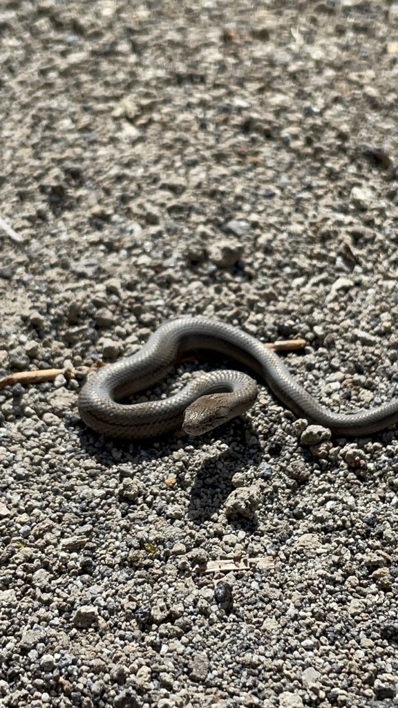 Chilean Slender Snake from Ensenada, Puerto Varas, Los Lagos, CL on ...