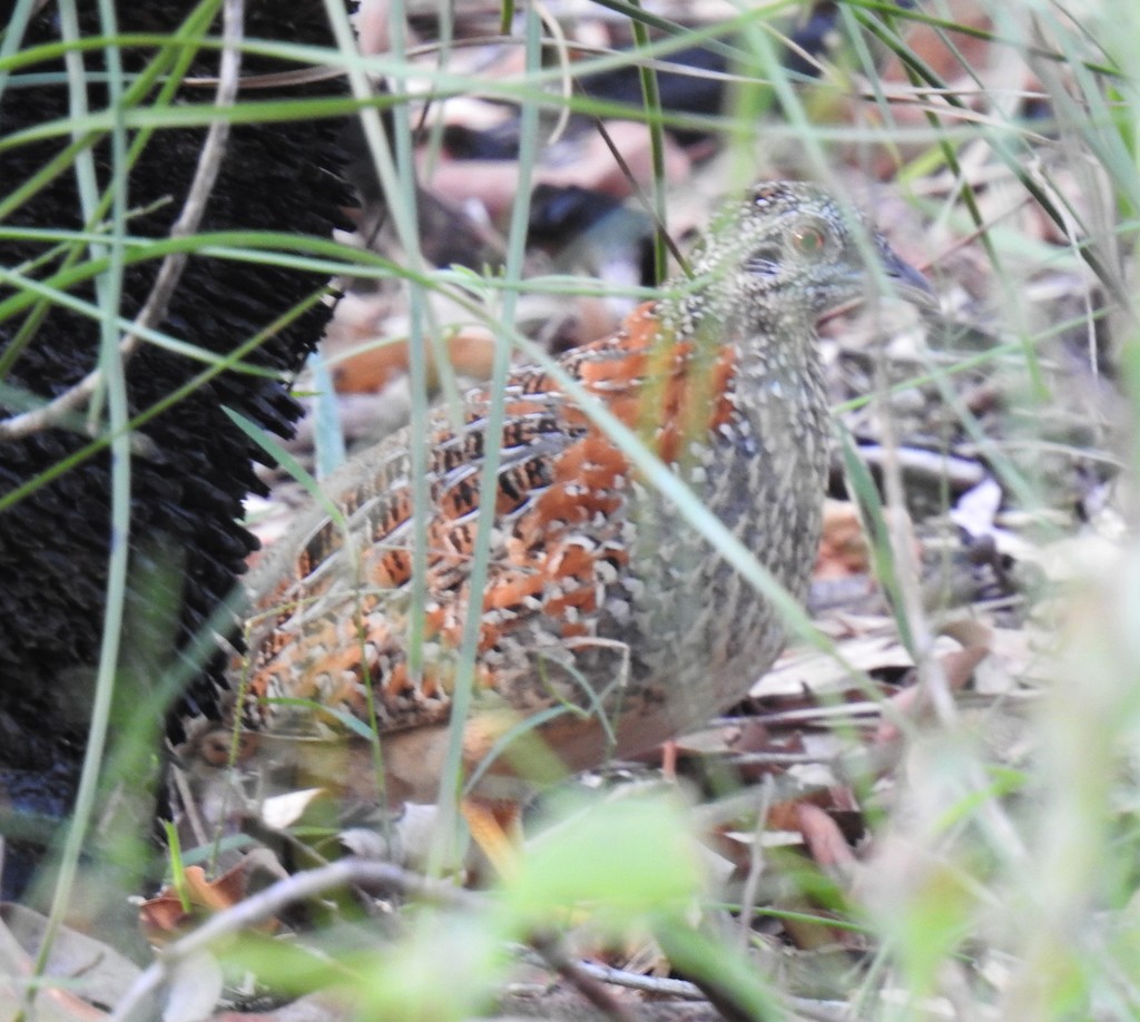 Painted Buttonquail from Talegalla Weir QLD 4650, Australia on March 18 ...