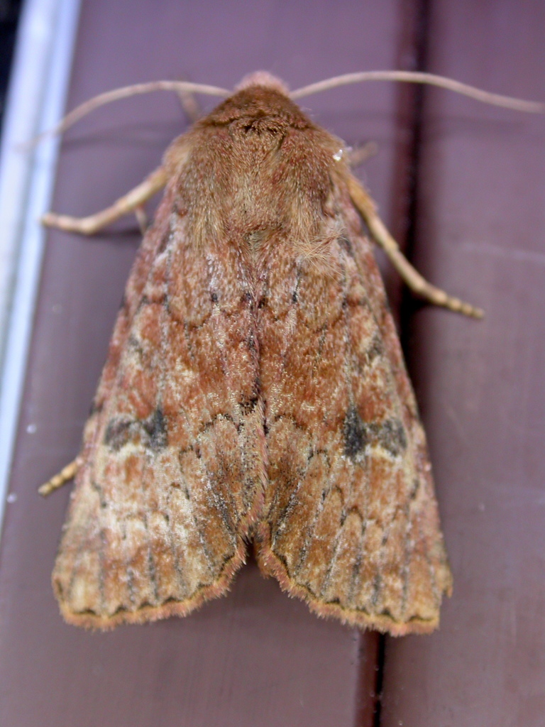 Eriopygini from Petroglyphs PP, Peterborough County, ON, Canada on August 27, 2004 at 10:33 PM ...