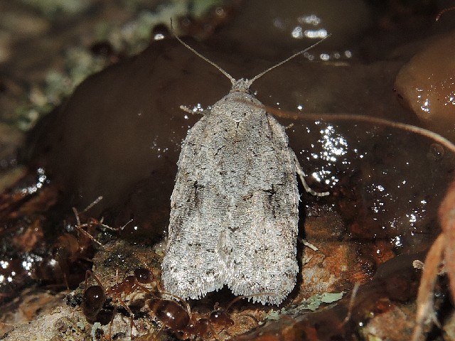 North American Black-headed Birch Leaffolder Moth in March 2022 by ...