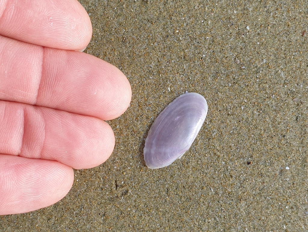 Hiatula from Northland 0481, New Zealand on March 19, 2022 at 05:03 PM ...