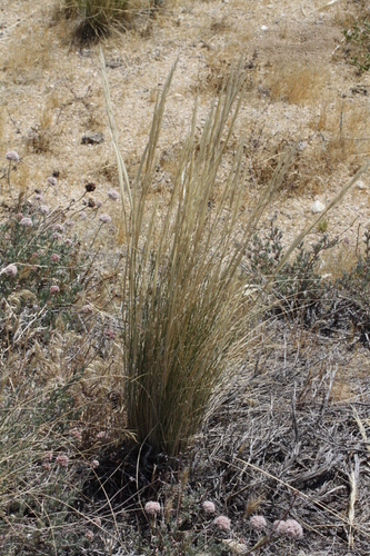 Achnatherum Speciosum