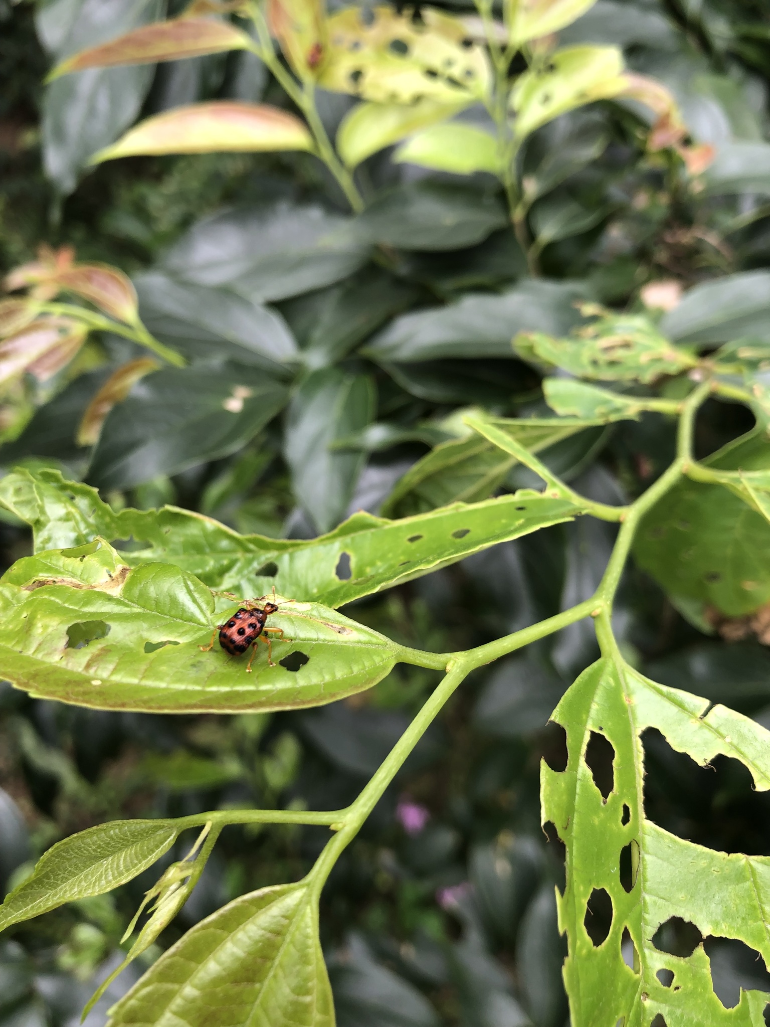 Agomadaranus pardaloides (Voss, 1924)