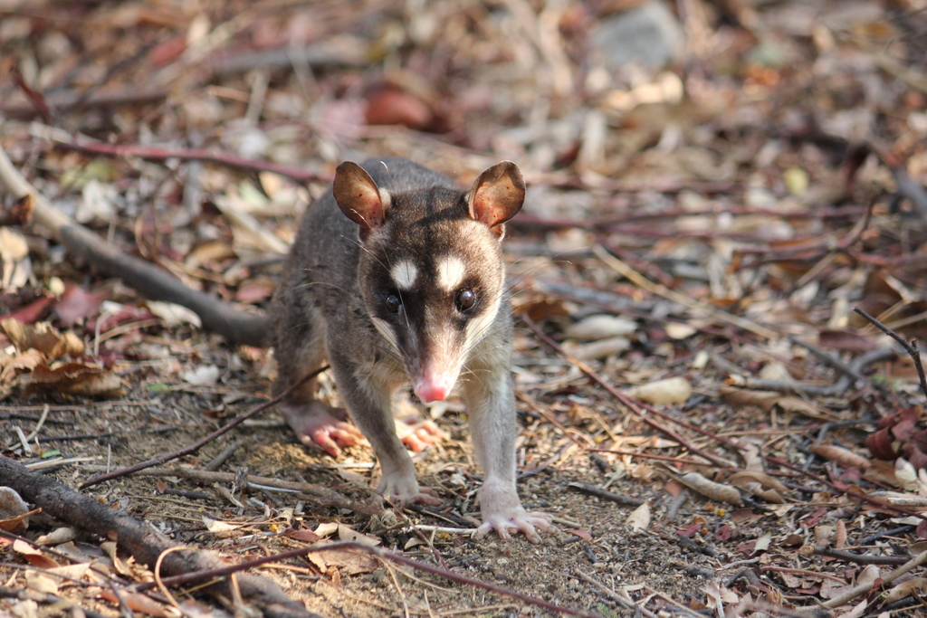 Gray Four-eyed Opossum in April 2018 by Tereso Hernández Morales ...