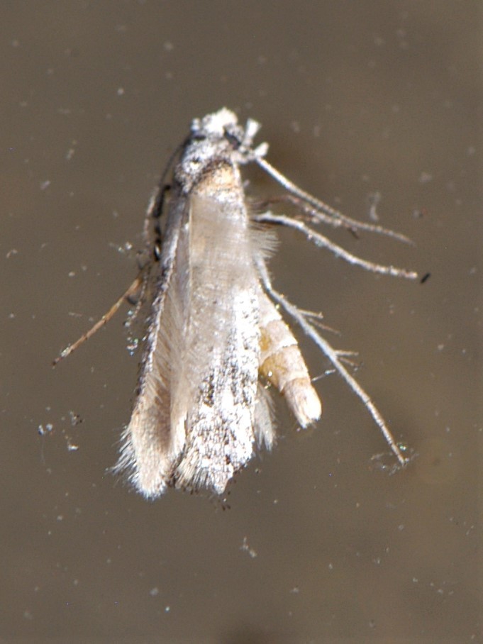 Dusky Raisin Moth in March 2022 by Elliott Gordon. floating in bird ...
