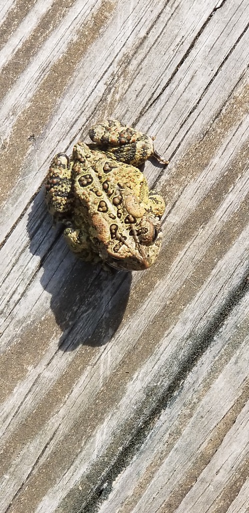 Fowler's Toad from Tippecanoe County, IN, USA on May 16, 2018 at 10:03 ...