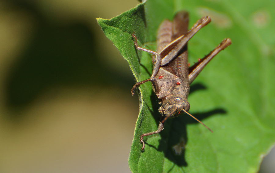 Abracris flavolineata from Kabalebo, Suriname on July 20, 2019 at 03:17 ...