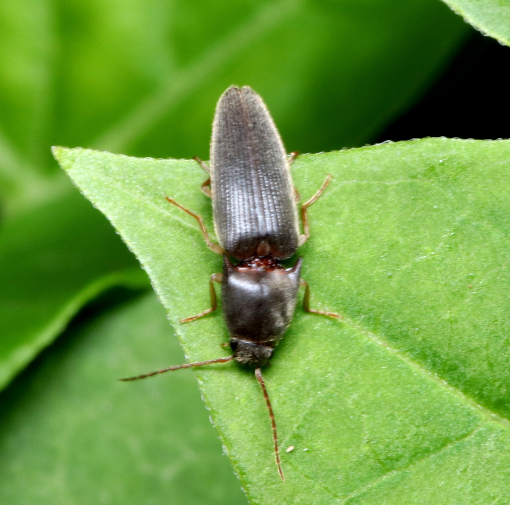 Monocrepidius in February 2022 by juliegraham173 · iNaturalist