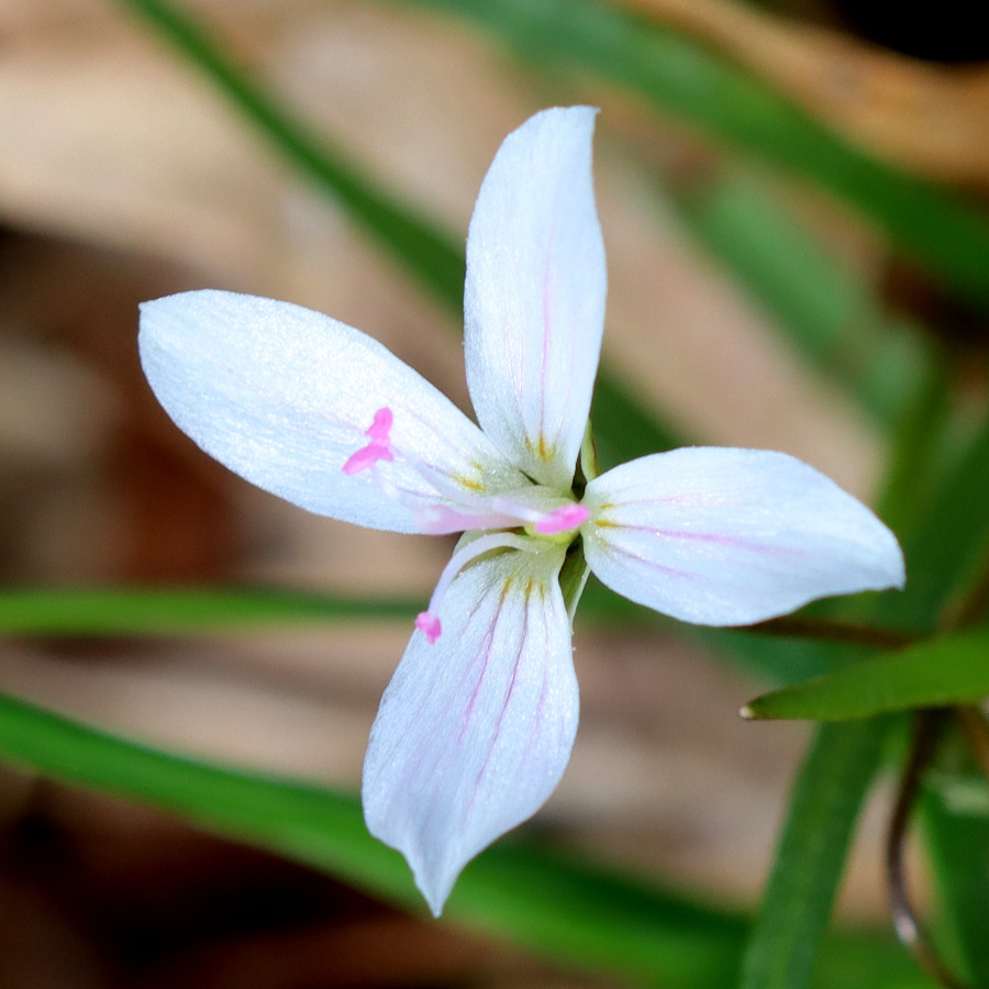 Virginia spring beauty from Newington, VA, USA on March 19, 2022 at 10: ...